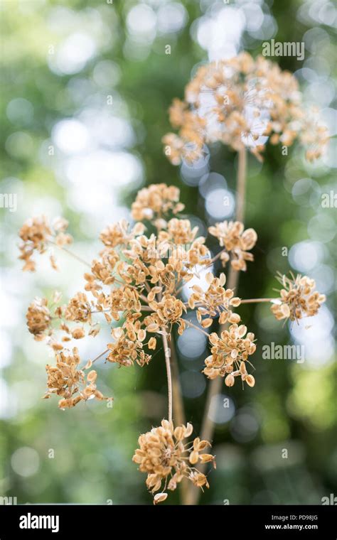 Cow Parsley Seed Head Hi Res Stock Photography And Images Alamy