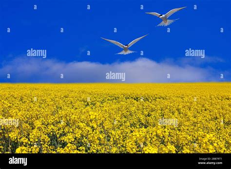 Common Tern In Migration In The Sky During Summer Bright Sunshine
