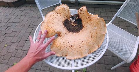 Pheasant Back Mushroom Album On Imgur