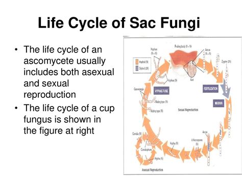 Sac Fungi Life Cycle