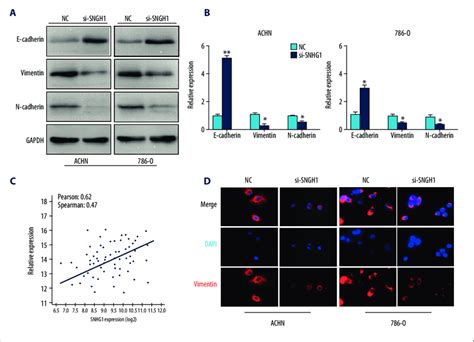 Expression Of Emt Markers In Rcc Cells A B Western Blot And Qrt Pcr