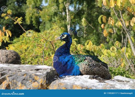 Peacock In The Wild Stock Image Image Of Farm Natural 119530117