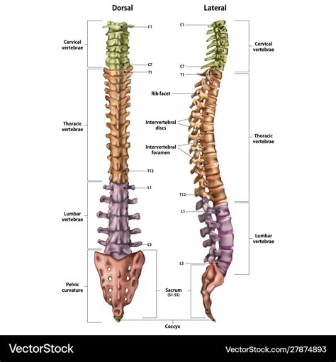 Human Spine With Name And Description Of Vector Image