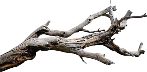 AI Generated Dry Tree Branch Png PNG