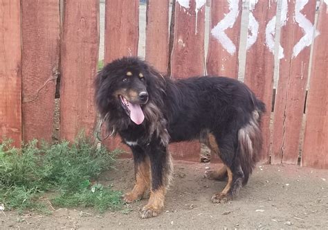 Хоточ Монгол Нохой