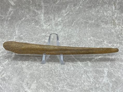 Cave Bear Baculum