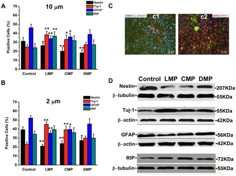 Cell Nuclei Blue Were Stained Using Dapi As A Counter Staining Download Scientific Diagram