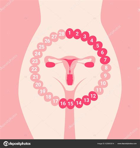 Female Menstrual Cycle Female Reproductive System Uterus Organ Isolated