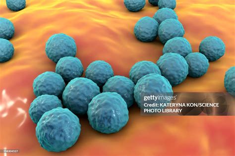 Enterococcus Faecalis Bacteria Illustration High Res Vector Graphic