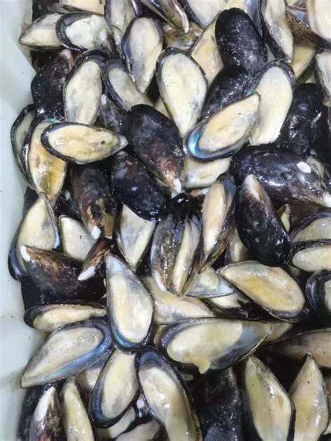 Wholesale High Quality Frozen Cooked Half Shell Mussel Iqf Half Shell