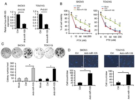 Inhibition Of Hsa MiR 105 Attenuates Chemosensitivity To Paclitaxel
