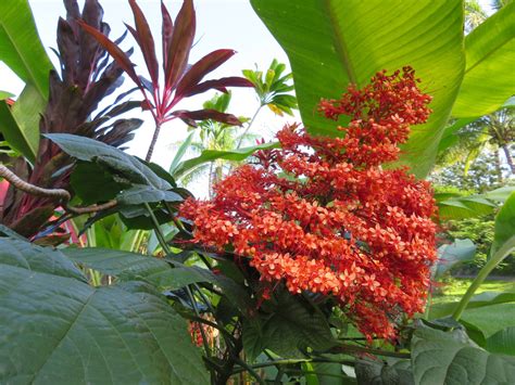 12 Ce Hour Lomi Lomi Massage Basics With Alohatherapy™ Computer Based