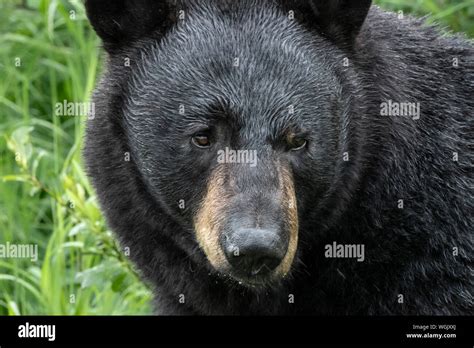 North America United States Alaska Kenai Peninsula Wildlife