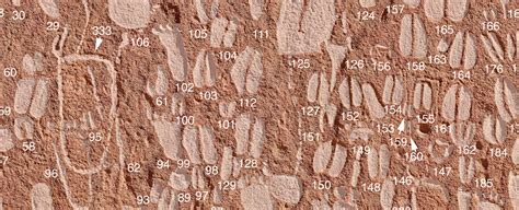 Prehistoric Carvings Are So Accurate Animals Sex Age And Species