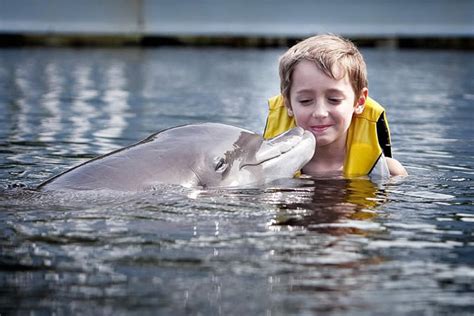 Florida Keys Dolphin Swim Florida Vacation Travel Guide