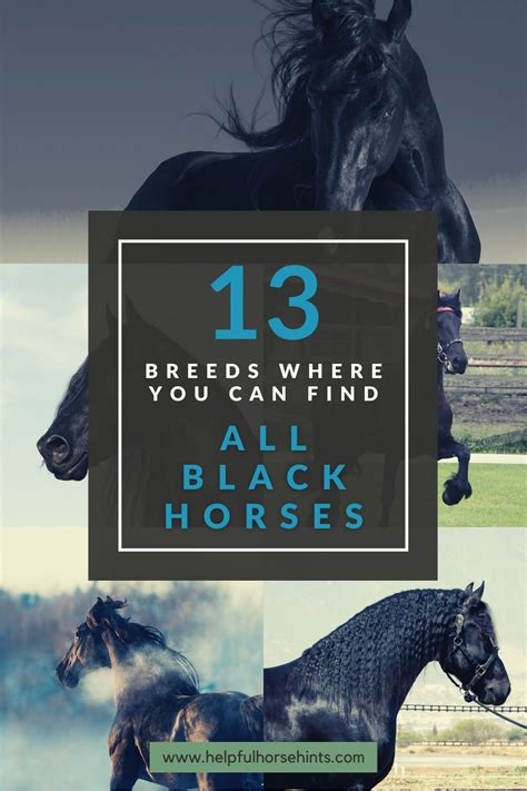 13 Breeds With All Black Horses Photos Descriptions Artofit
