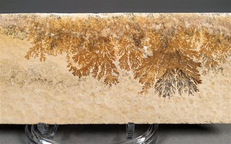 Fossil Matrix Dendrites 23 Cm 7 Cm No Reserve Price Auction