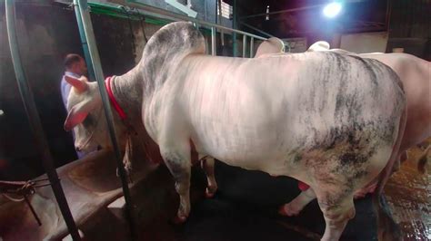 Visiting Sadeeq Agro One Of The Most Famous Agro In Bangladesh 8
