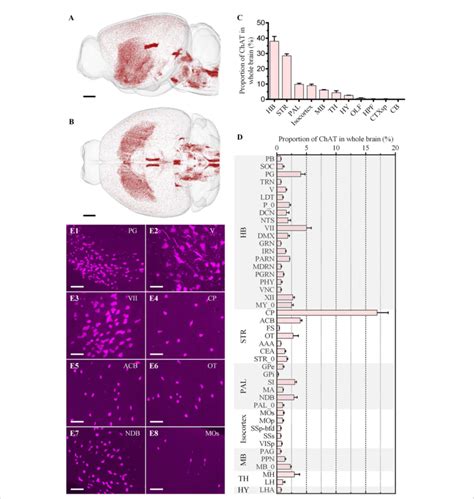 Whole Brain Quantitative Statistics Of The Cholinergic Neurons In The Download Scientific