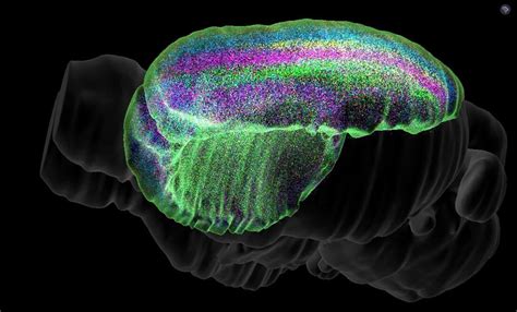 El Primer Atlas D Del Cerebro