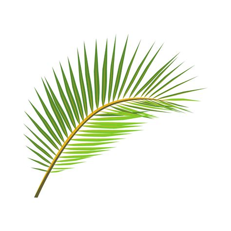 Tropical Palm Branch Green Coconut Tree Exotic Leaves 35622959 Png