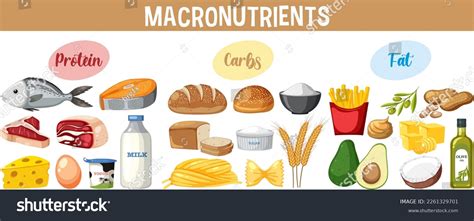 Main Food Groups Macronutrients Vector Illustration Stock Vector