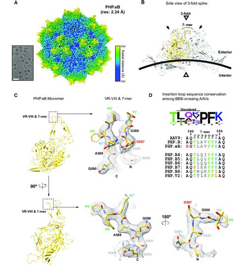High Resolution Cryo Em Structure Of Aav Phpeb A Representative Download Scientific Diagram