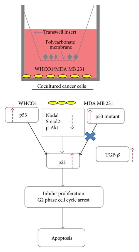 Of Mscs And Fd Ecm Mediated Inhibition Of Cancer Cell Proliferation