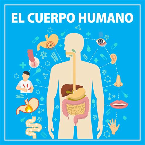 El Cuerpo Humano Para Los Peques De La Casa Cuerpo 866