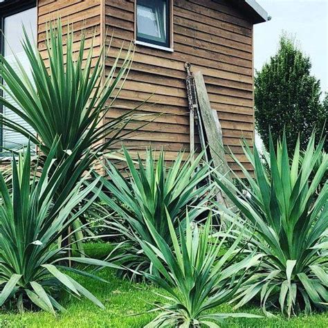 25 Cold Hardy Tropical Plants To Create A Tropical Garden In Cold