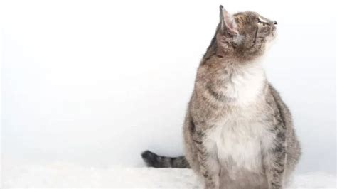 ¿cuánto Dura El Embarazo De Una Gata Lo Que Debes Saber
