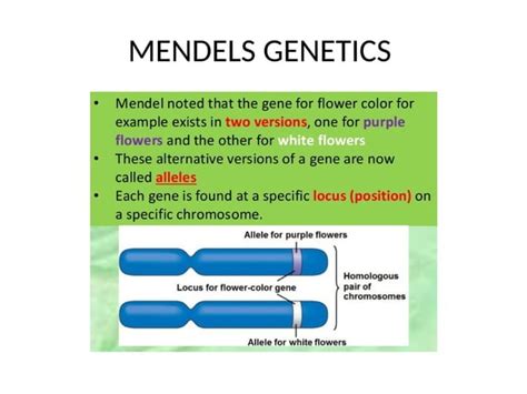 inheritance and genetics in human beings pptx
