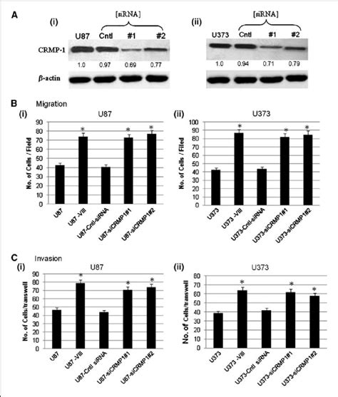 Functional Significance Of CRMP1 Expression A SiRNA Mediated
