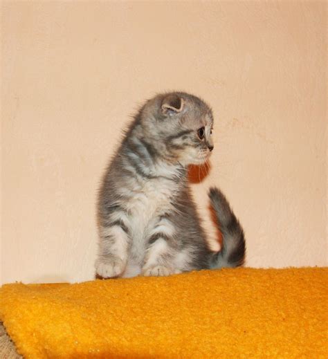Продаётся шотландская вислоухая кошечка котёнок