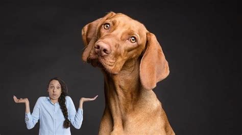 When Do Dogs Become Sexually Active