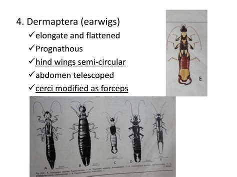 Taxonomy And Systematics Of Diffrent Insects In Environment Pptx Pptx