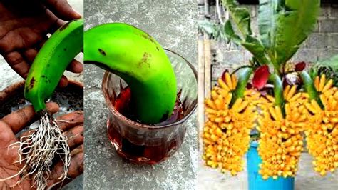 How To Grow A Banana Tree Easy Method Seeds Leaf Plant At Home CookingClubAsia