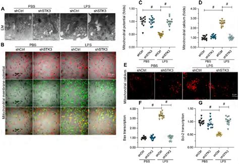 Stk3 Deletion Prevents Lps Mediated Mitochondrial Dysfunction In Download Scientific Diagram