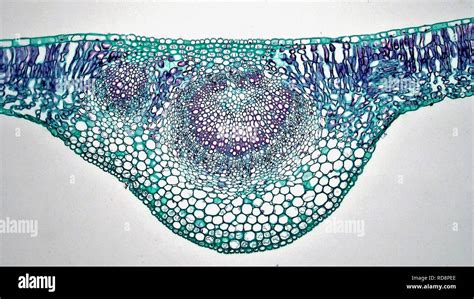 Angiosperm Morphology The Mesophytic Dicotyledonous Leaf Of Syringa