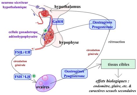 Cybernétique Et Physiologie Planet Vie