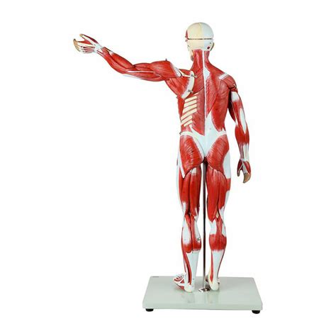 Figura Muscular 1 2 do tamanho natural MogiGlass Anatomia e Simulação