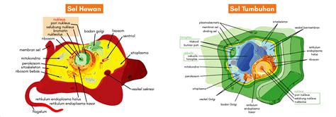 Perbedaan Sel Hewan Dan Sel Tumbuhan Dalam Bentuk Tabel Informasainsedu