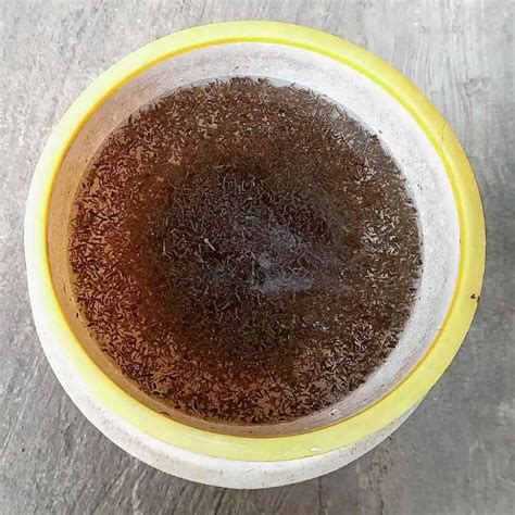 Jual Pakan Ikan Cupang Encuk Jentik Nyamuk Di Seller UD HEKRI BISMILLAH Bagan Asahan Pekan