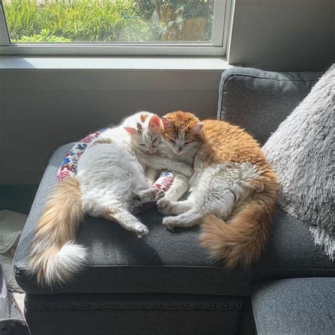 Attempting To Share The Tiny Bed R Bondedpairs