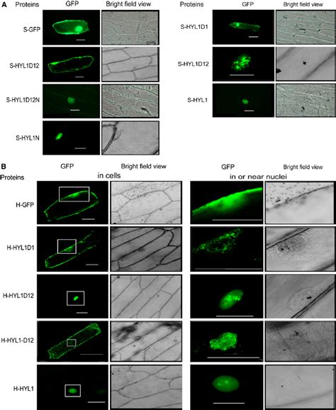 Subcellular Distribution Of Gfp Fused Proteins Download Scientific