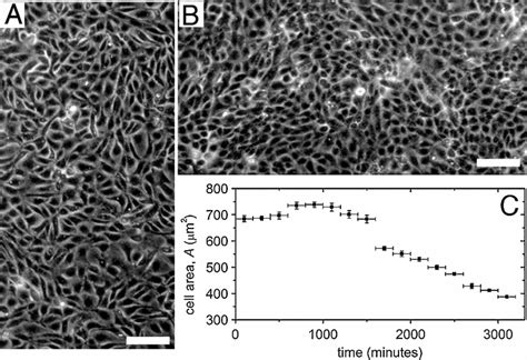 Cell Density Is Low And Cell Area Is Large At Early Times A And