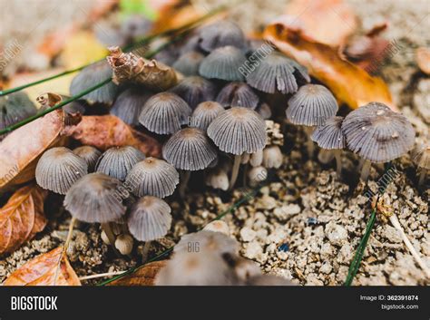 Close Toadstool Image Photo Free Trial Bigstock