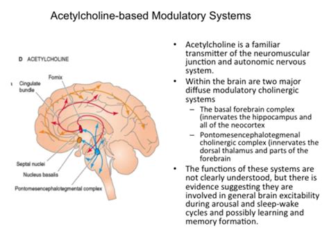 PSYC 351D Lec 9 Chemical Signalling Flashcards Quizlet