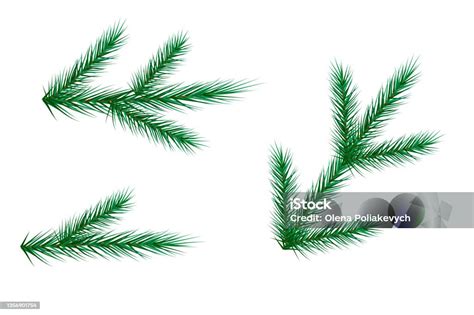 Zweig Der Fichte Botanisches Element Realistisches Design Ast Grüne Silhouette