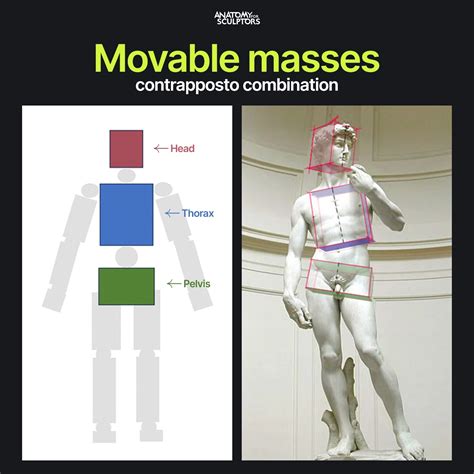 Anatomy For Sculptors Movable Masses